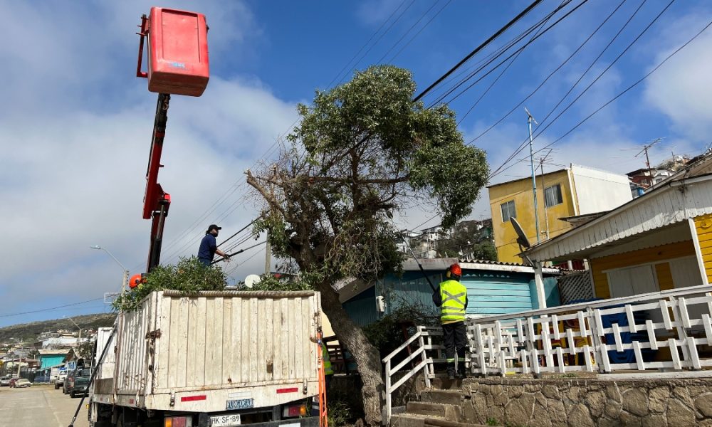 Podan árboles en Guanaqueros para evitar emergencias a causa de vientos ...