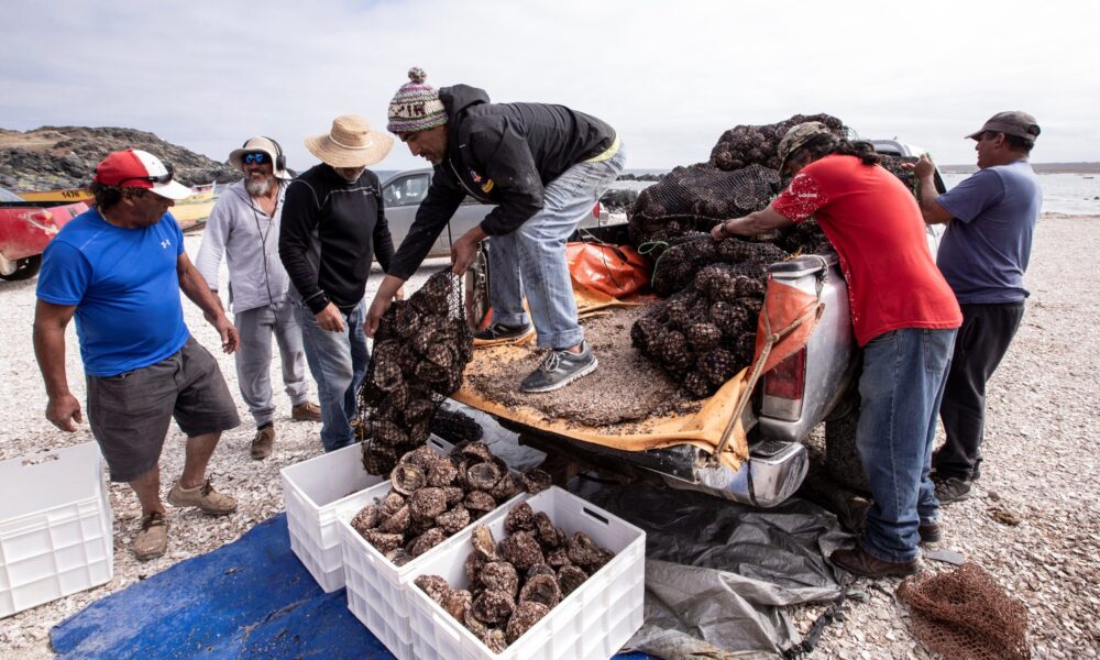 El “loco” chileno se alzó con el título de Molusco del Año tras sondeo ...