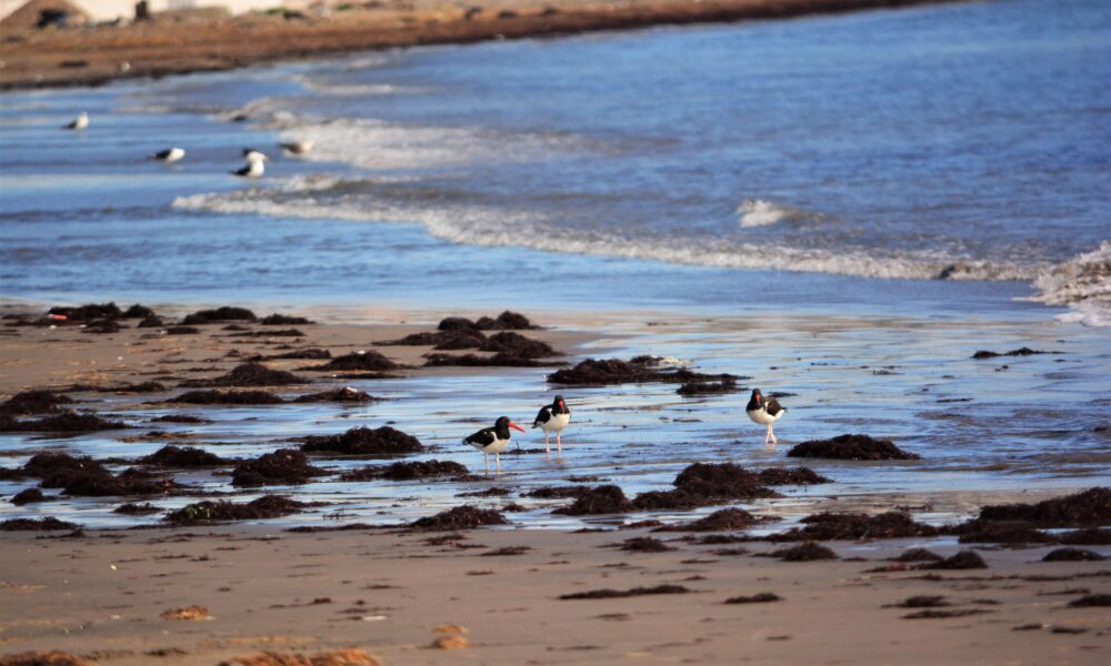 Alumnos de básica y media aprenderán a cuidar con método científico el ...