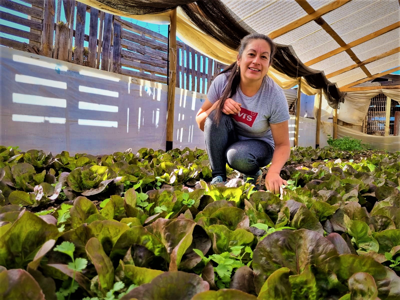 Usuaria de INDAP Pilar Cisternas y la satisfacción de comer productos ...