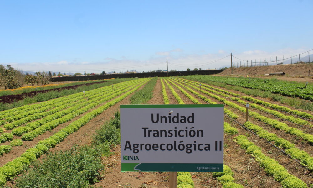 Parcela Experimental de Pan de Azúcar de INIA se posiciona como ...